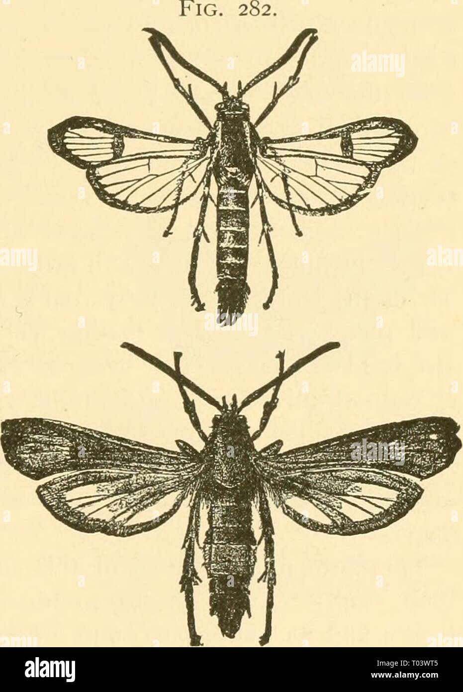 Stalk borer larva hi-res stock photography and images - Alamy