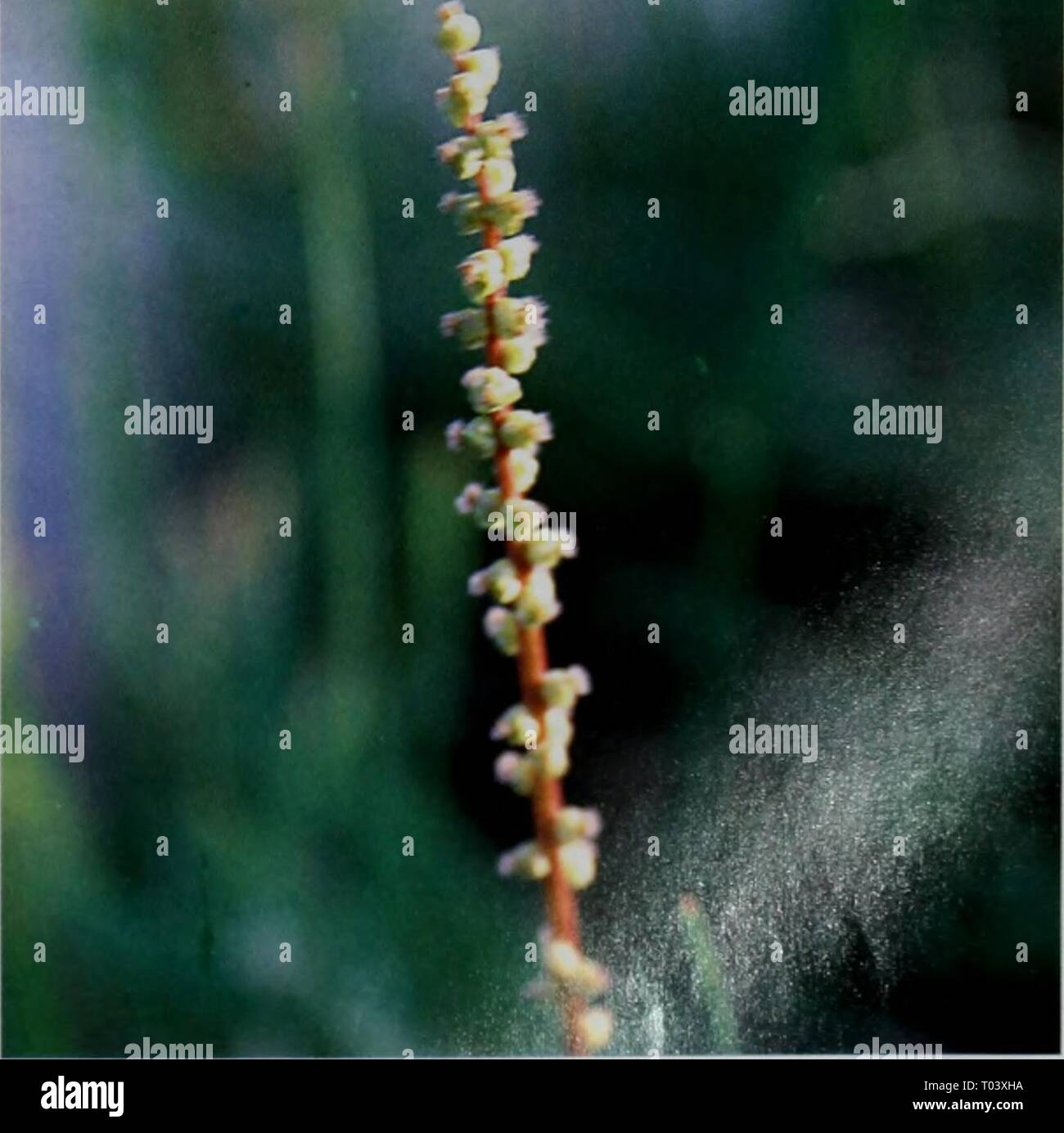e er duo si zhi Stock Photo - Alamy