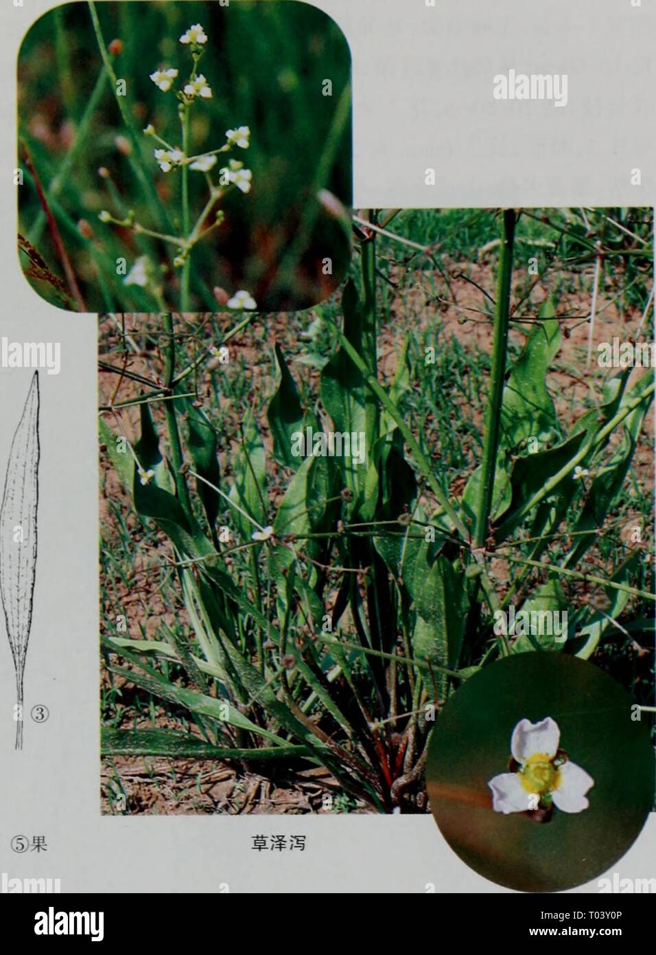 e er duo si zhi Stock Photo - Alamy