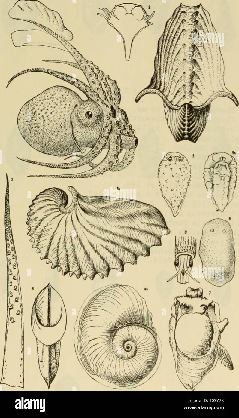 East coast marine shells Stock Photo - Alamy