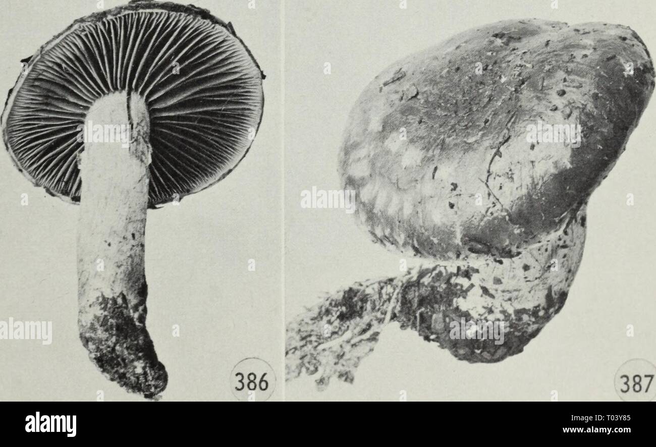 Edible and poisonous mushrooms of Canada . ediblepoisonousm00grov Year ...