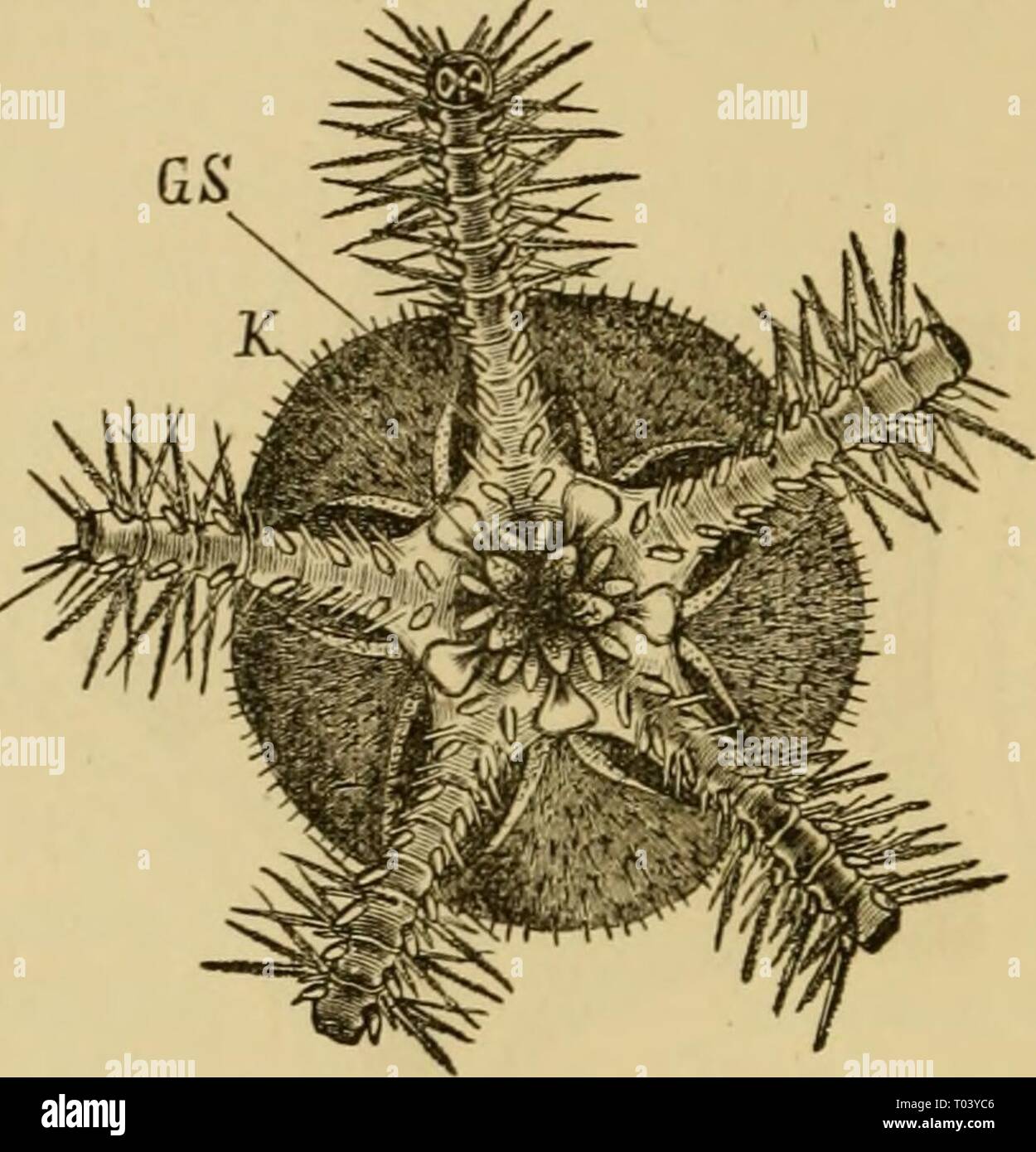 Dermal plates hi-res stock photography and images - Alamy