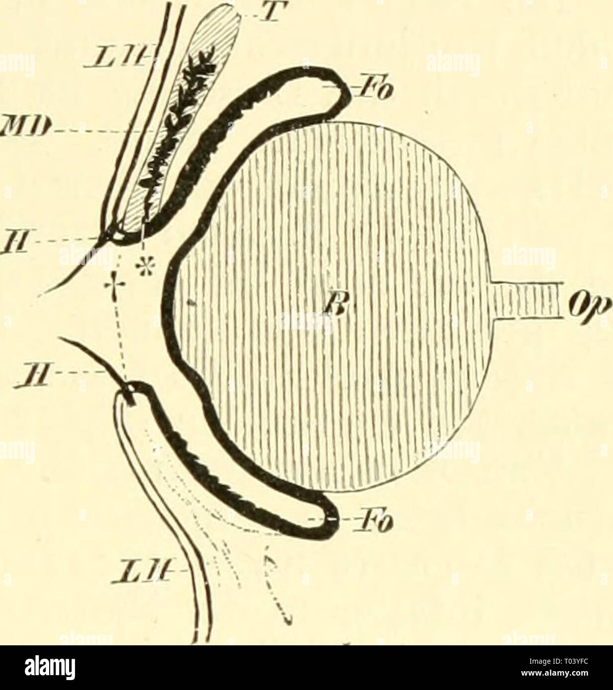 Haut schema hi-res stock photography and images - Alamy