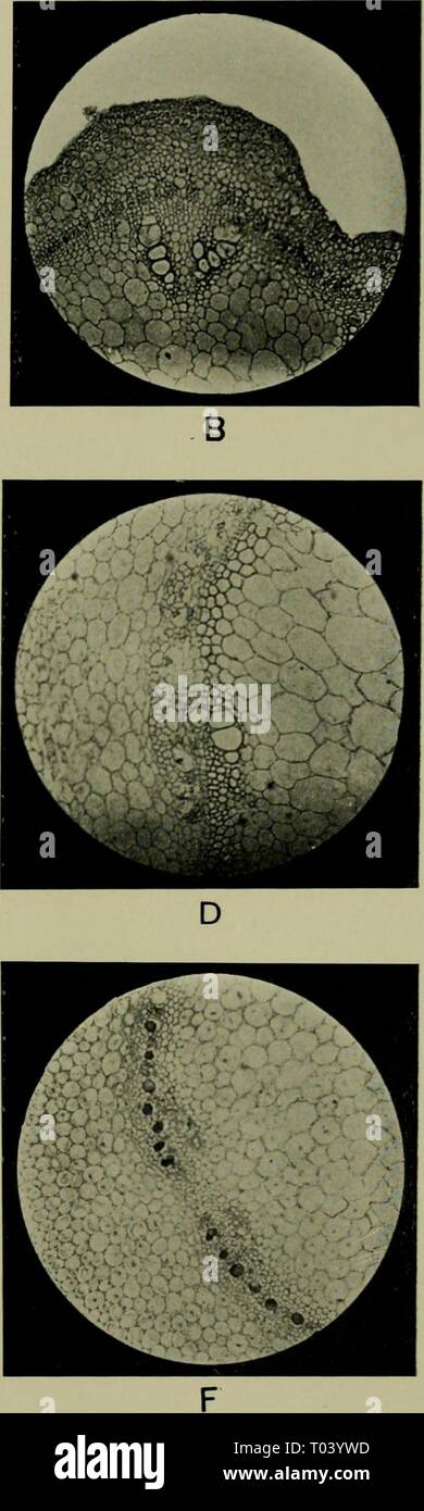 Effects of the rays of radium on plants . effectsofraysofr1908gage Year ...