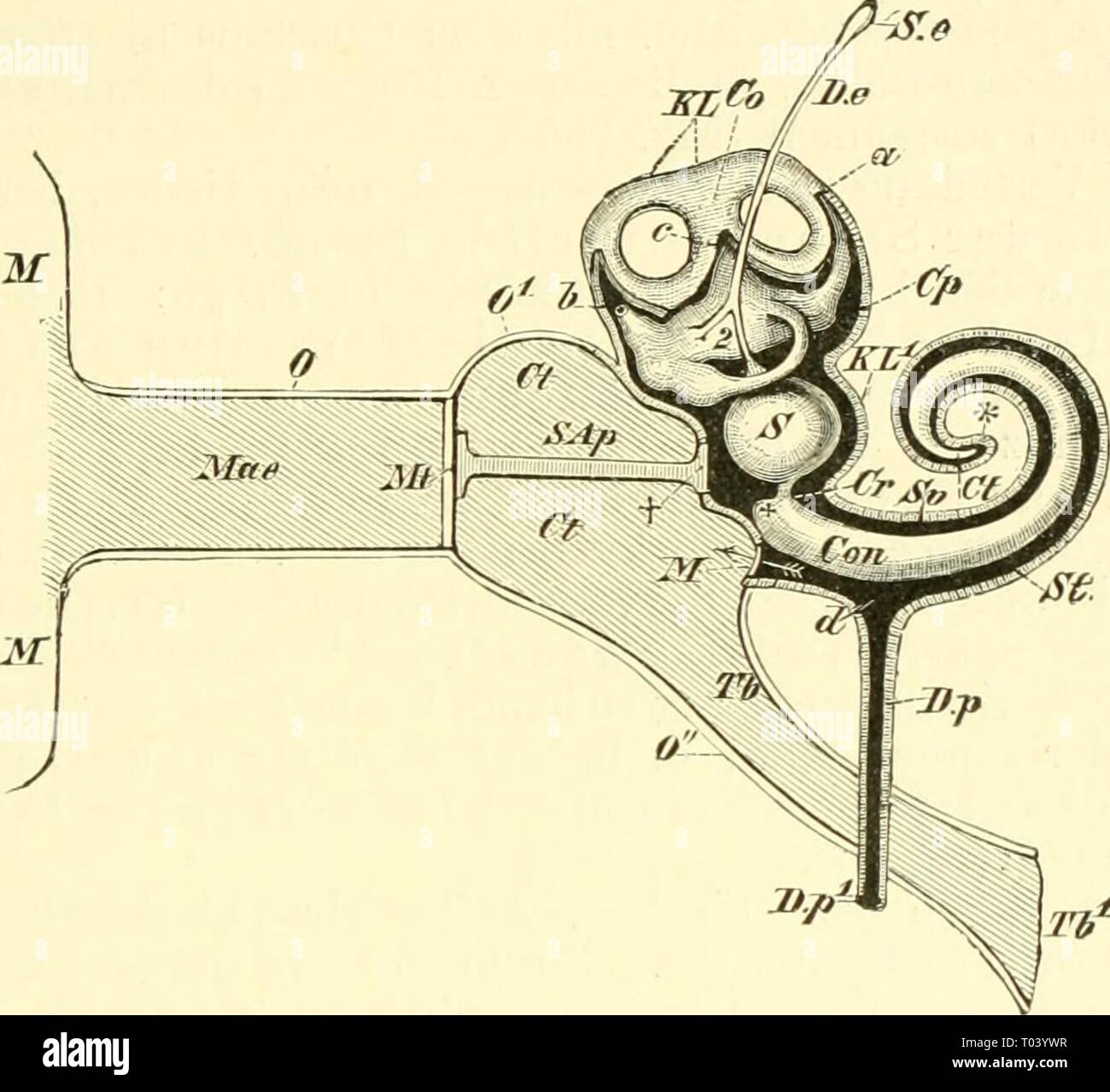 Ohr anatomie hi-res stock photography and images - Alamy