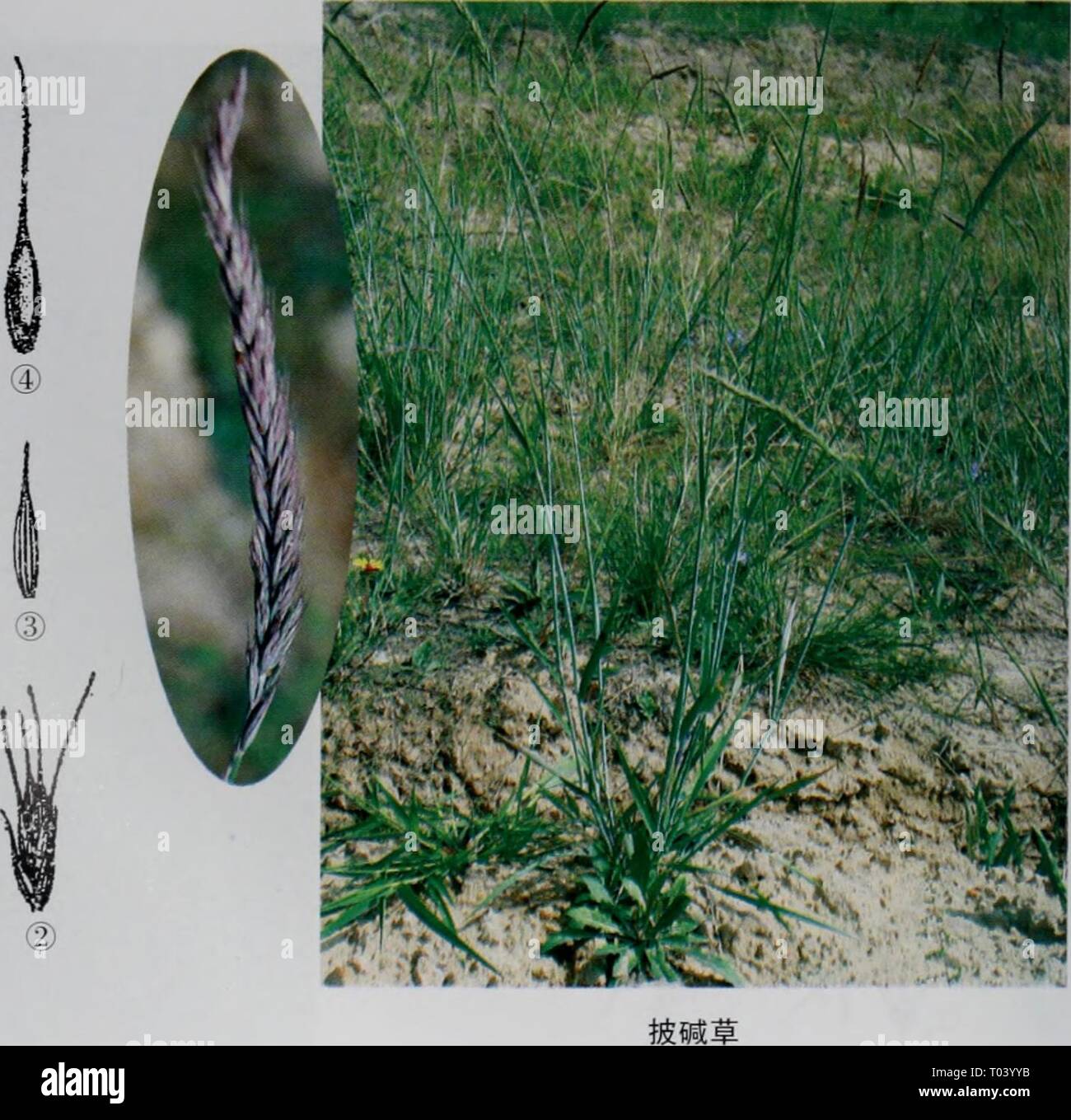 e er duo si zhi Stock Photo - Alamy