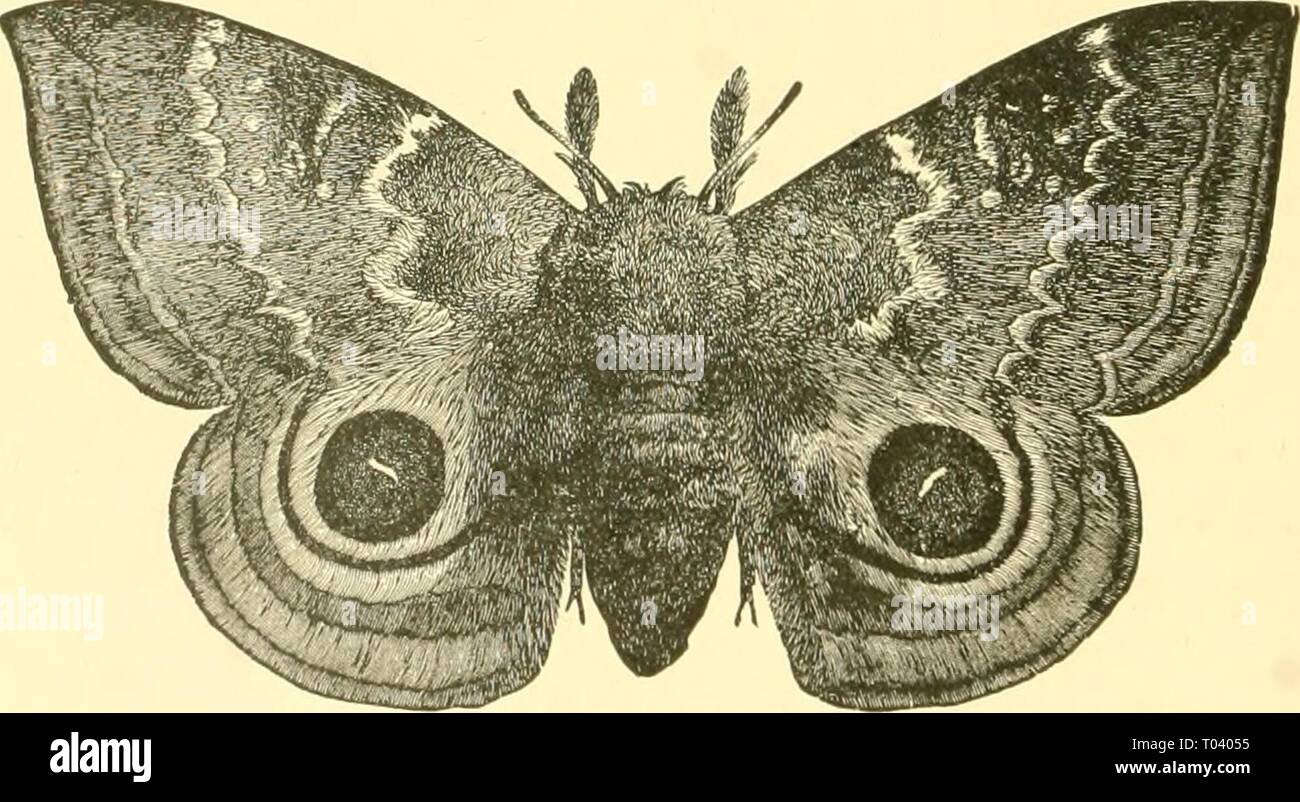 Io moth automeris io hi-res stock photography and images - Alamy