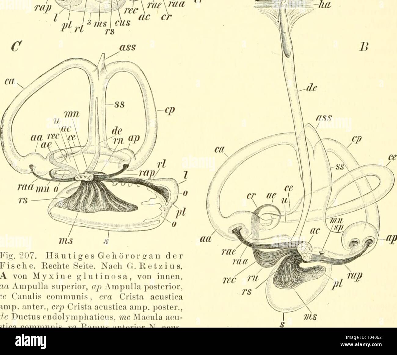Anatomie poster hi-res stock photography and images - Alamy