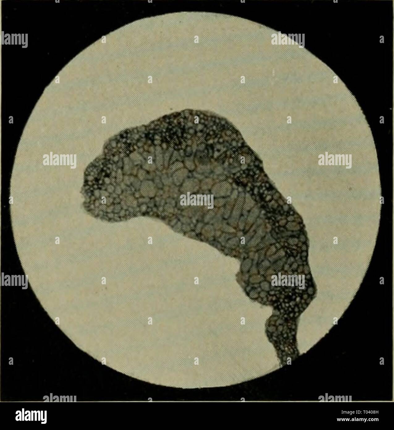 Effects of the rays of radium on plants . effectsofraysofr1908gage Year ...
