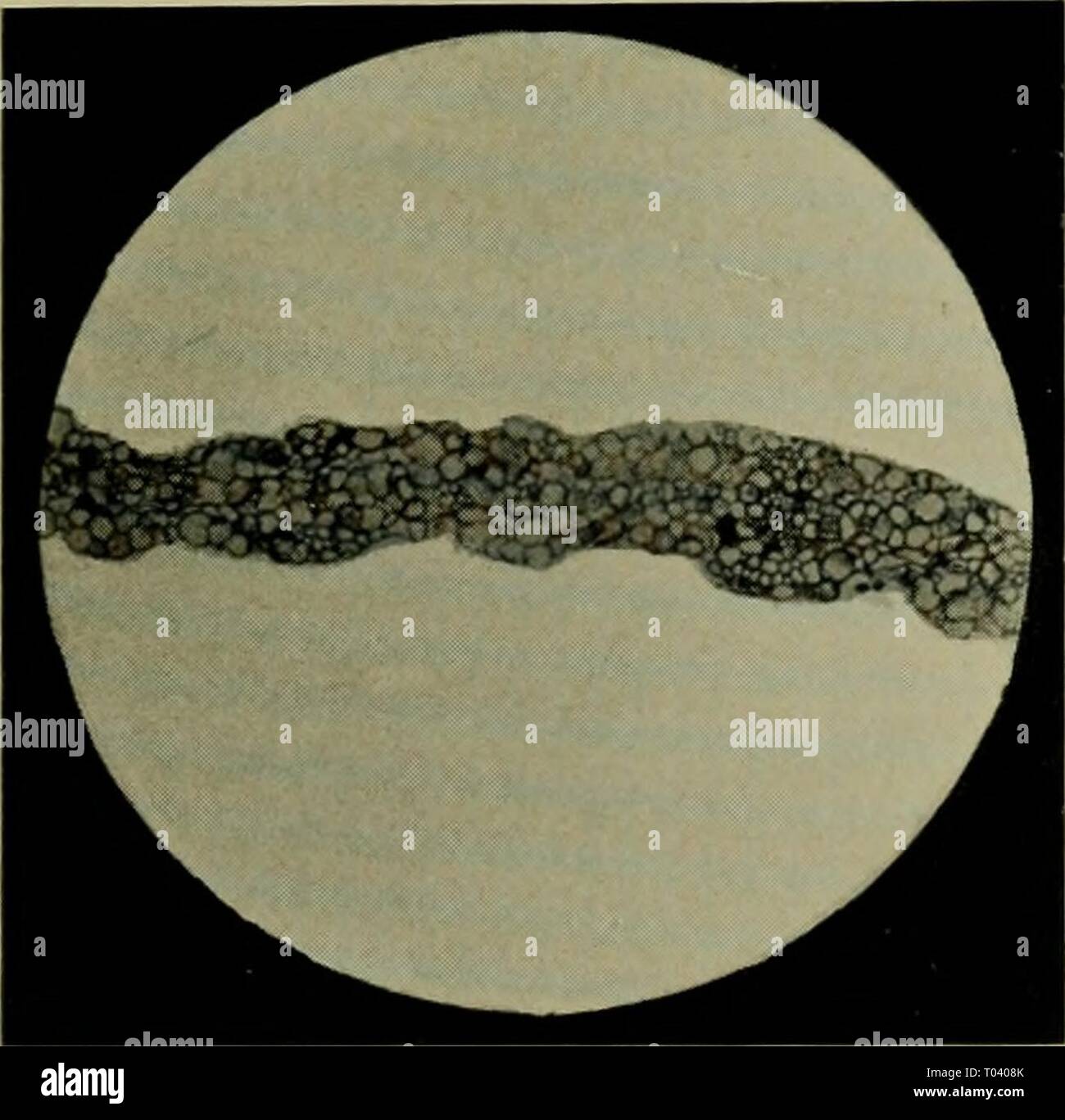 Effects of the rays of radium on plants . effectsofraysofr1908gage Year ...
