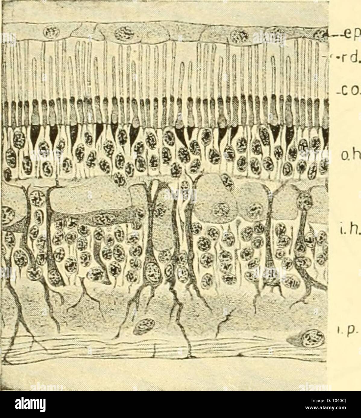 The elasmobranch fishes . elasmobranchfish03dani Year: 1934 268 THE ...