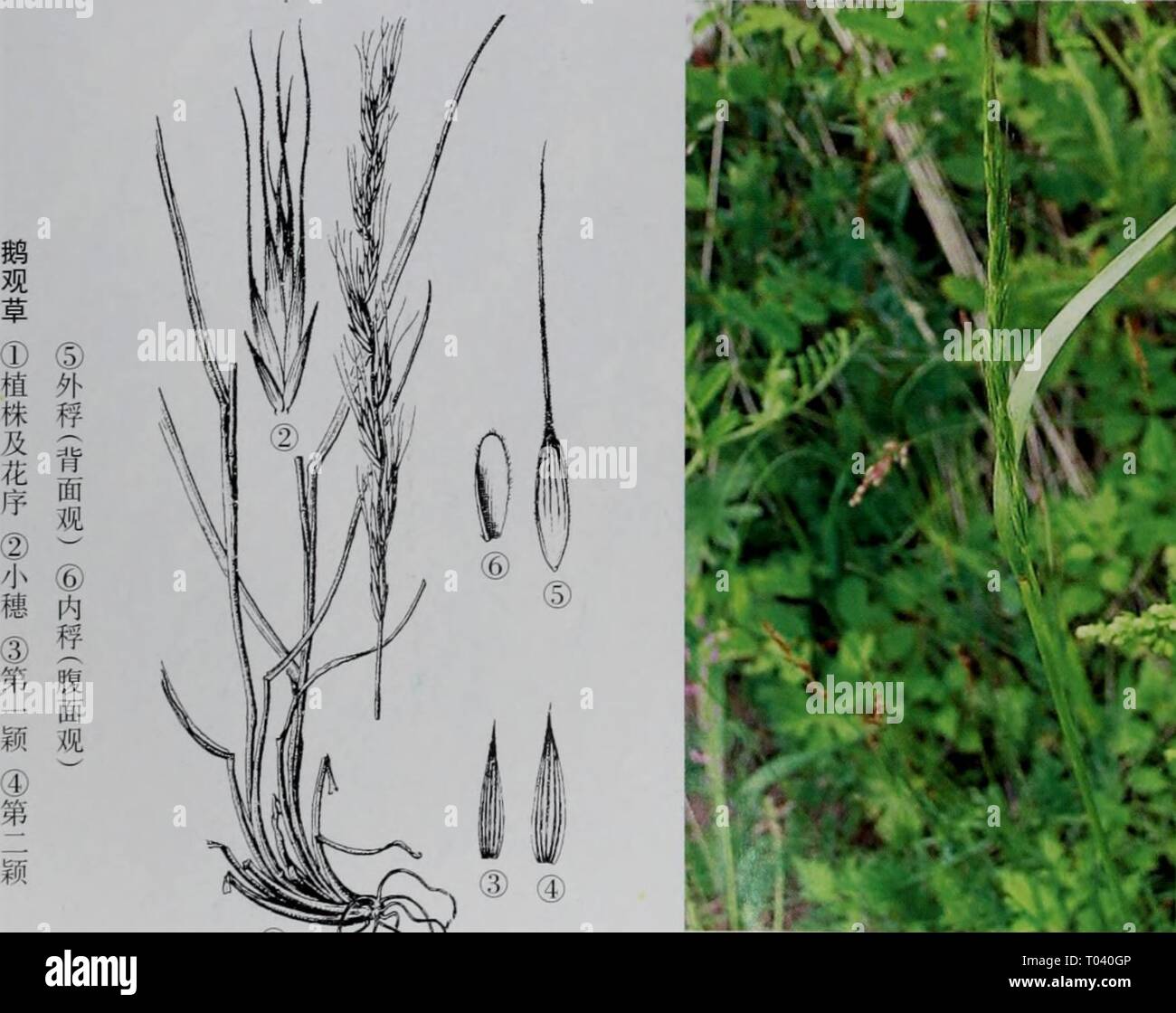 e er duo si zhi Stock Photo - Alamy