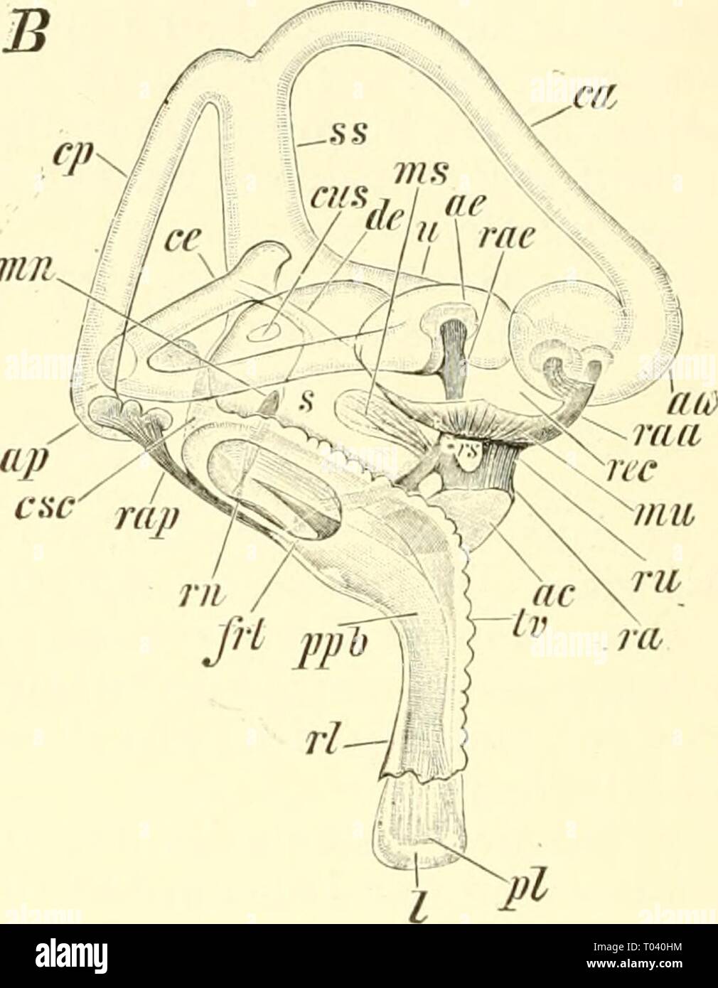 Cochlearis cochlearis hi-res stock photography and images - Alamy