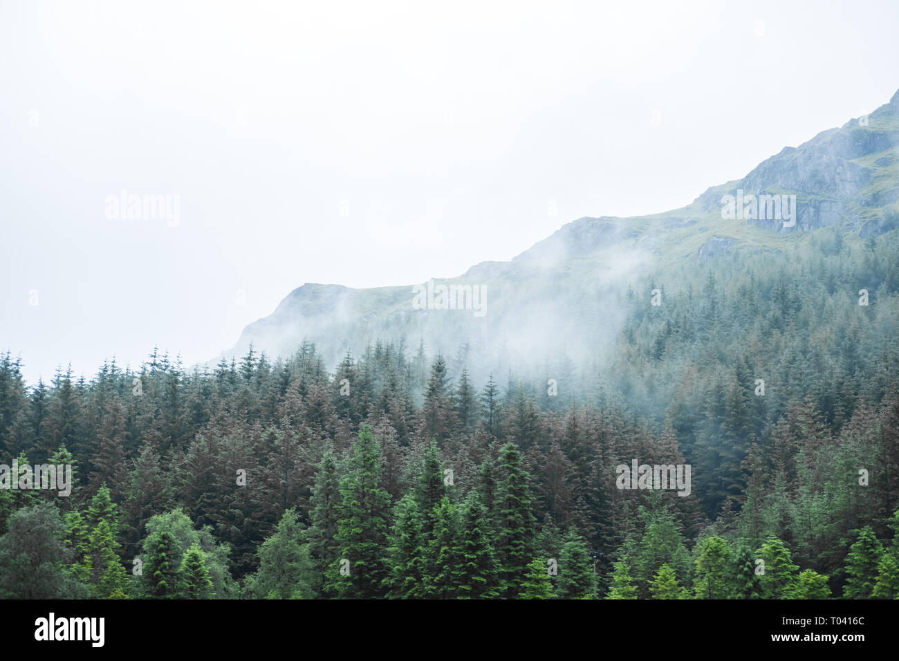 Scenic Landscape View of Mountain Forest with Fog, in Scottish Highland ...