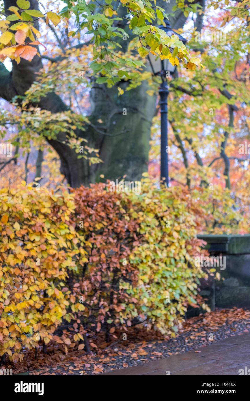 Lamp post with autumn leaves Stock Photo - Alamy