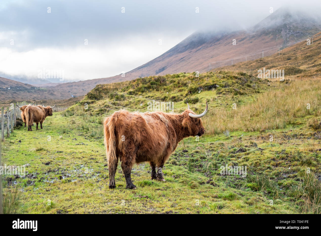 Two of Highland Cattle, a Scottish cattle breed. Hairy cow with long ...