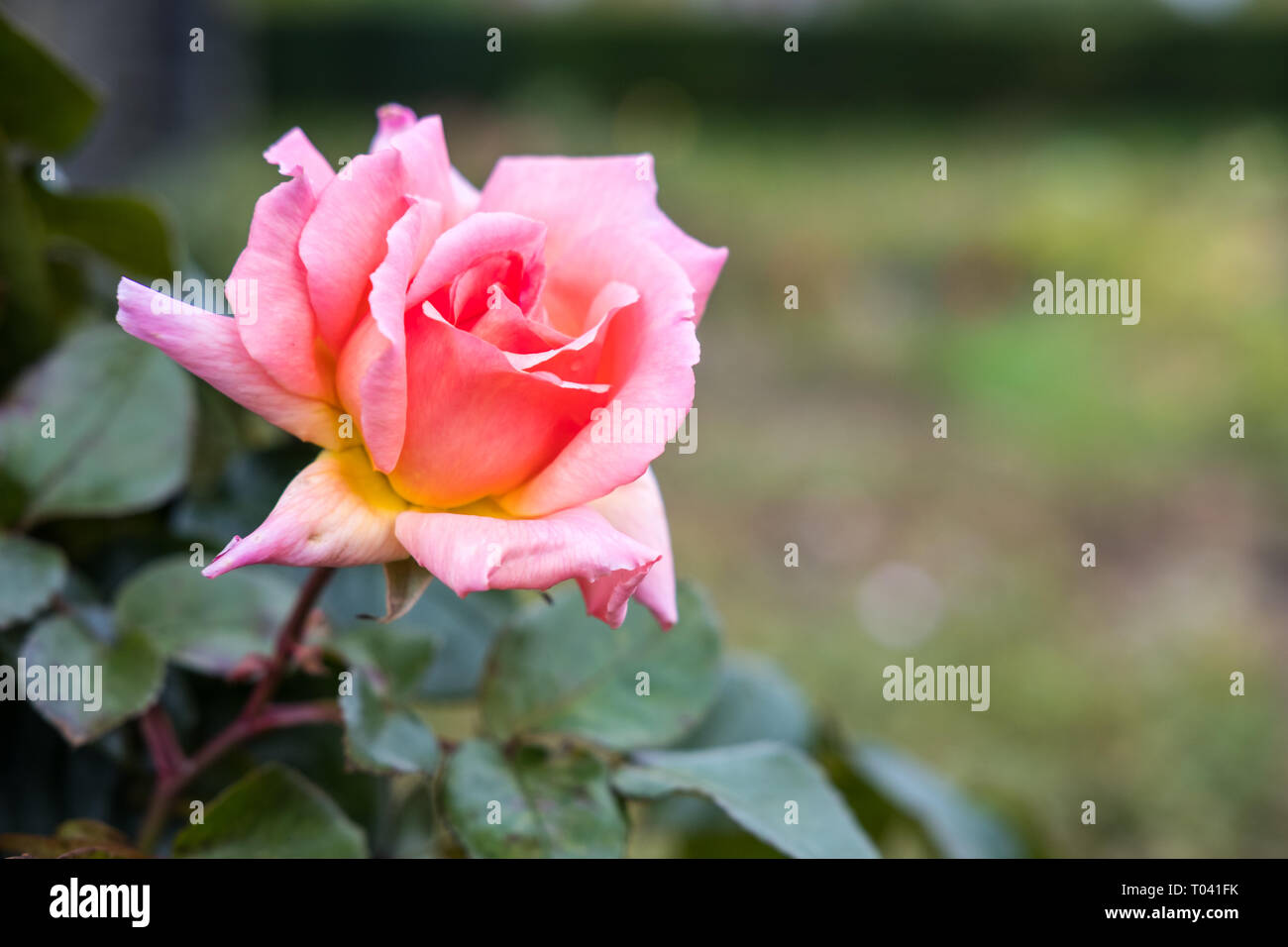 Pink Rose in the Garden Stock Photo - Alamy