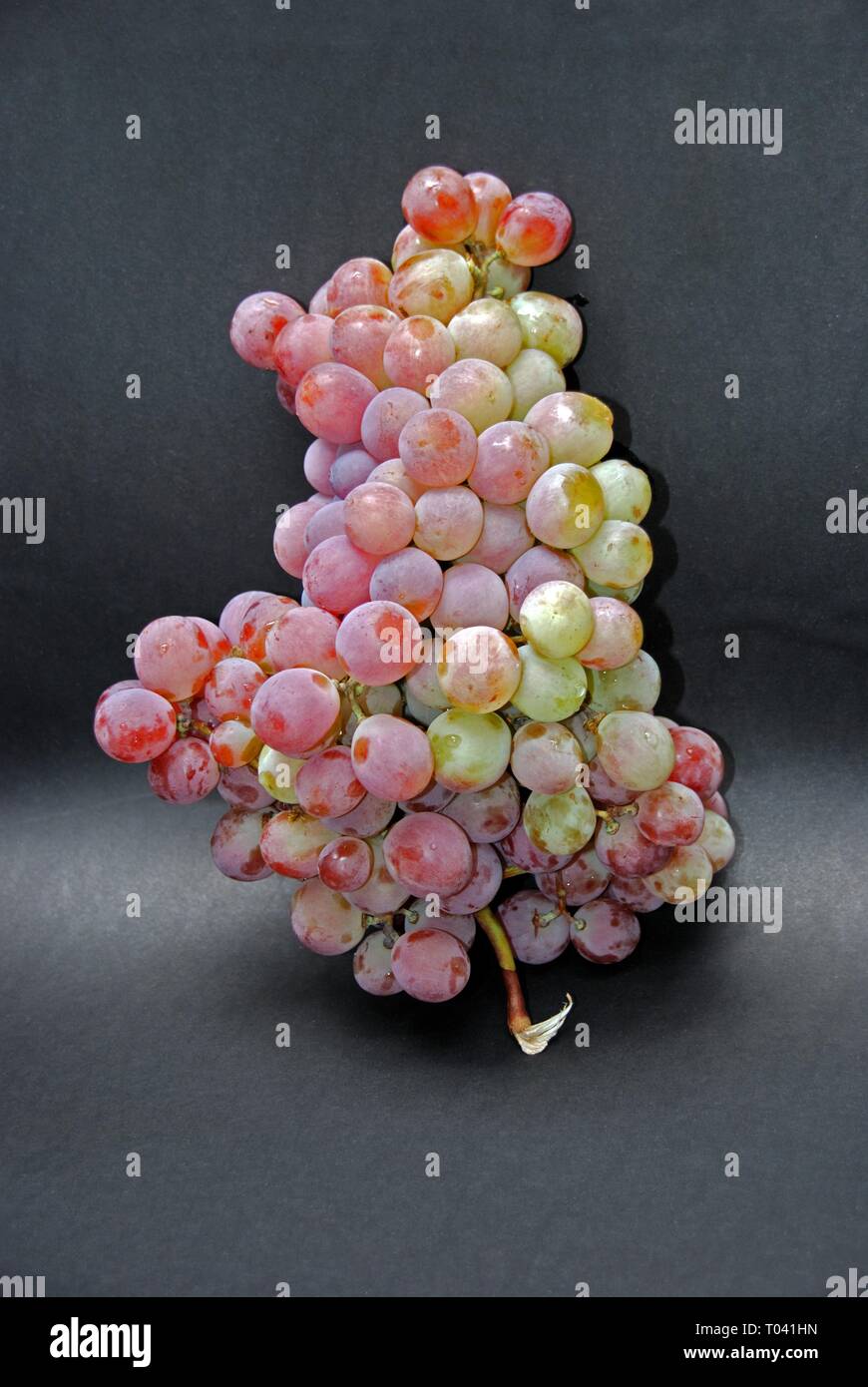 Large bunch of Spanish red and green grapes against a black background ...