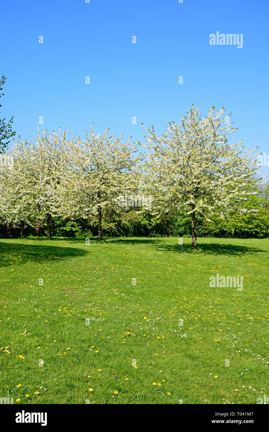 Pretty meadow with trees in blossom during the springtime, England, UK ...
