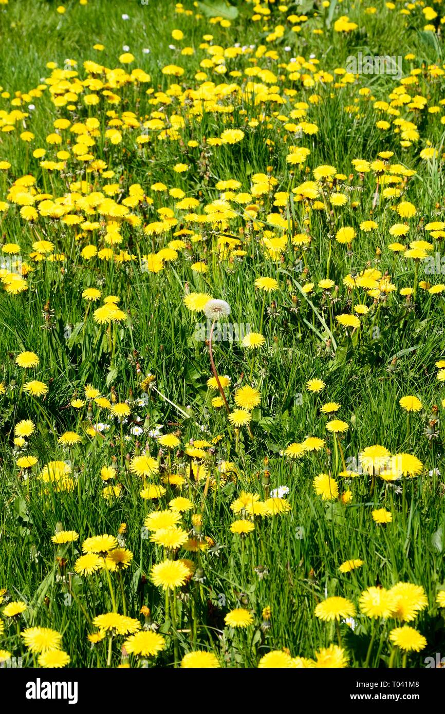 Yellow dandelion field in full bloom during the springtime, England, UK ...