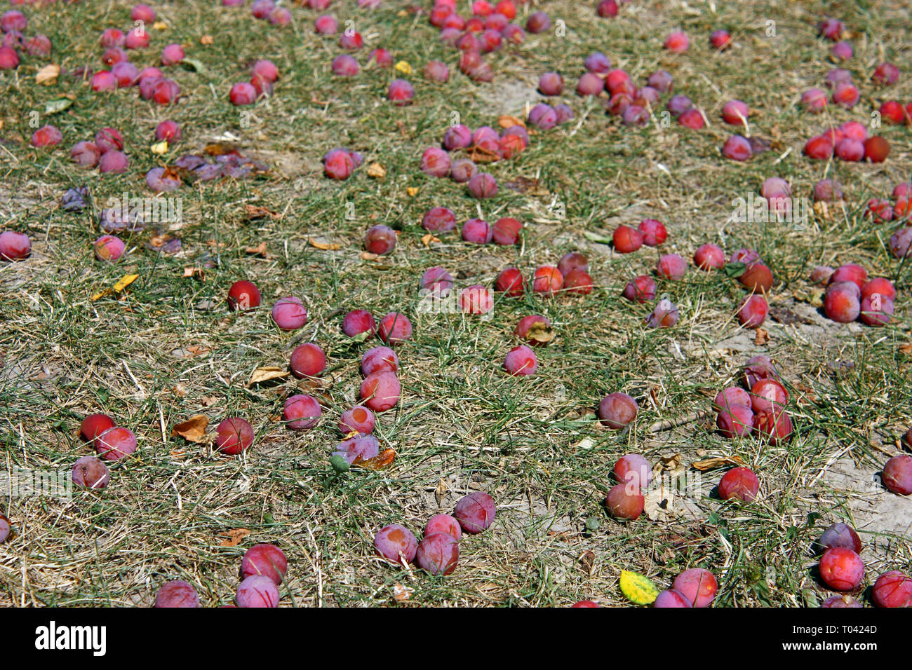 Colorful ripe plums on the ground in grass Stock Photo - Alamy