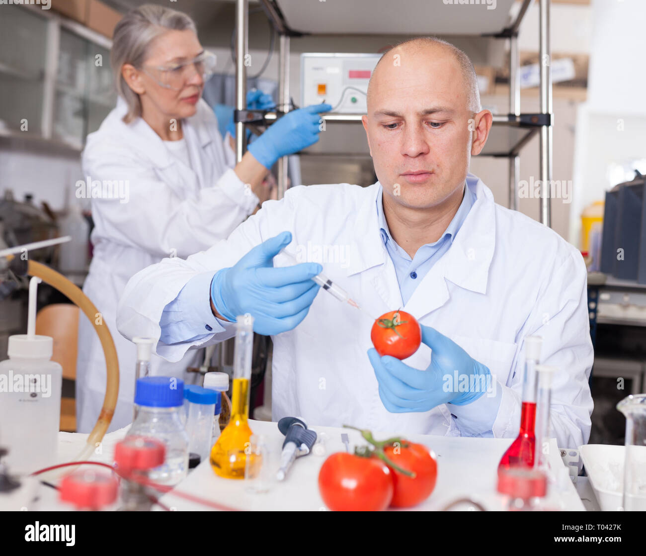Scientist injecting reagent from syringe into tomatoes, performing ...