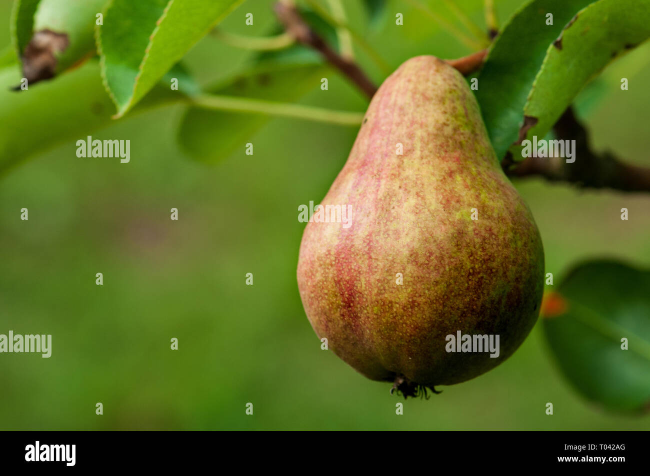 Pear on a tree in fruit garden in Slovenia Stock Photo - Alamy