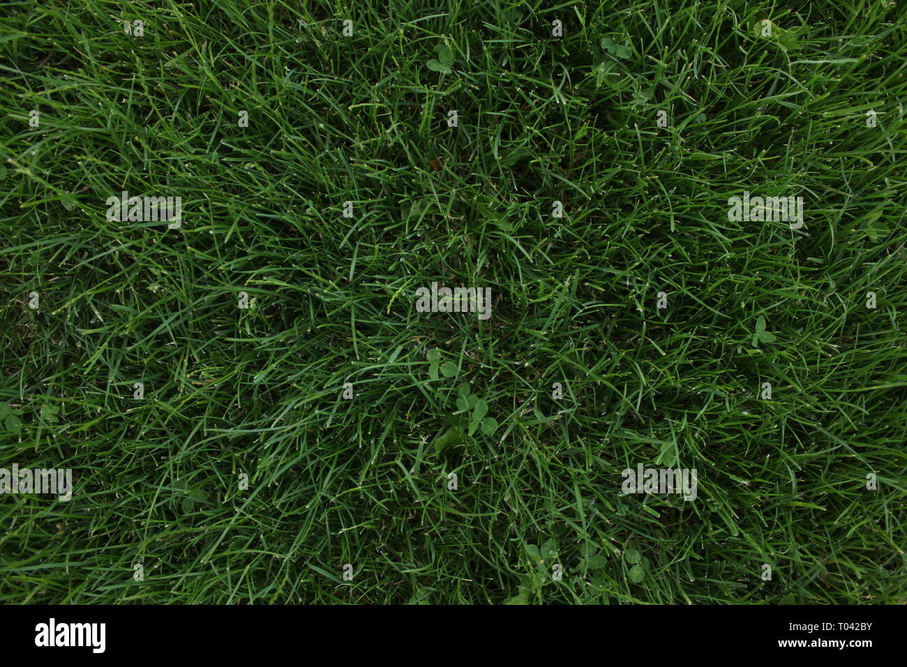 Grass texture top view hi-res stock photography and images - Alamy