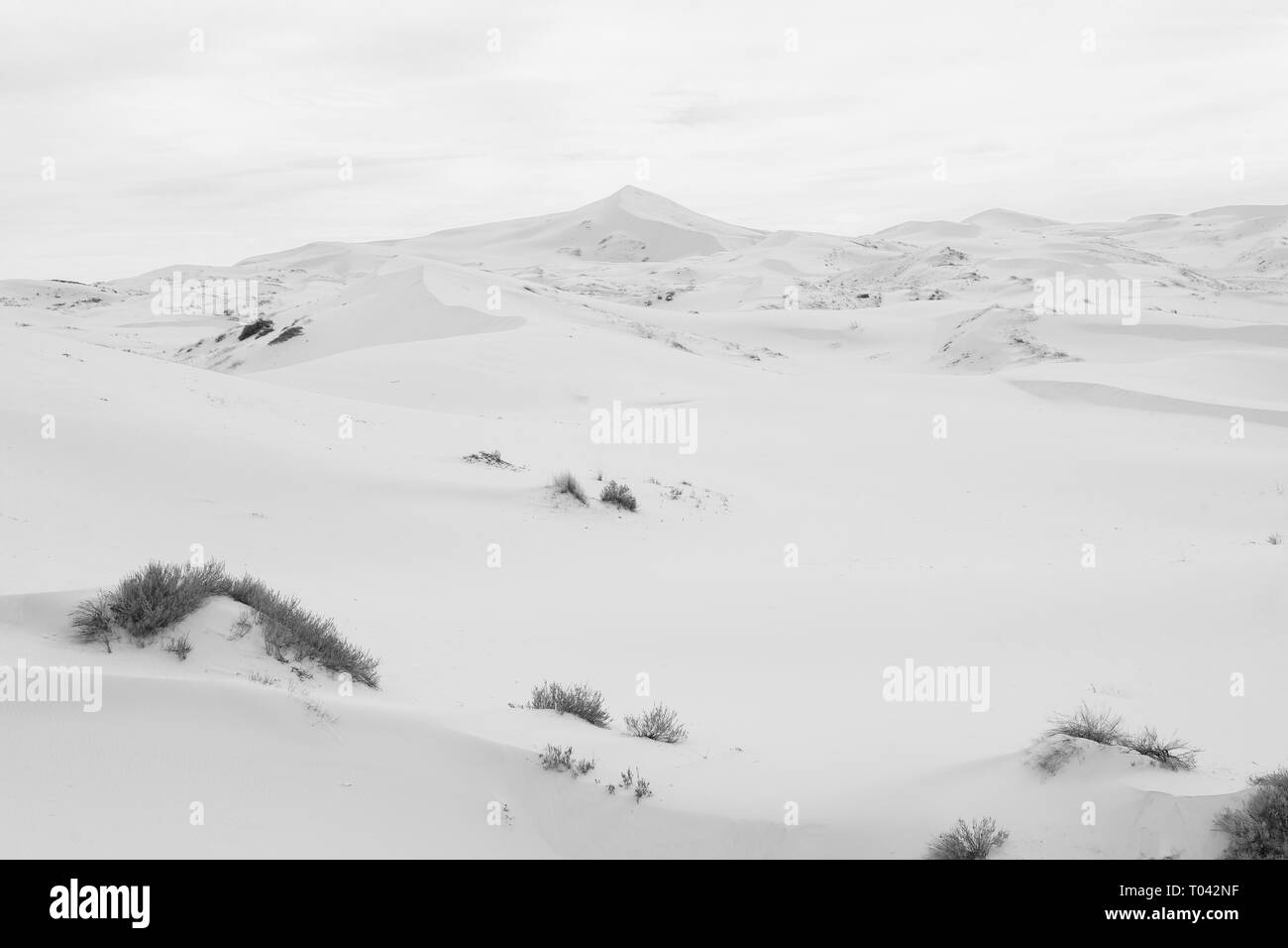 sand dunes of the Samalayuca desert, Chihuahua Mexico. 52 km south of ...