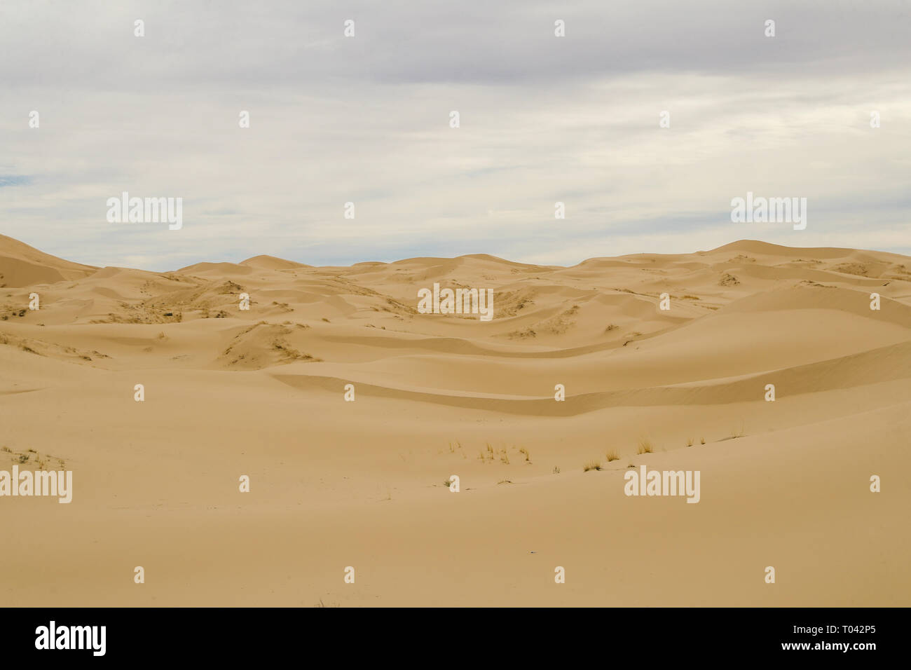 sand dunes of the Samalayuca desert, Chihuahua Mexico. 52 km south of ...