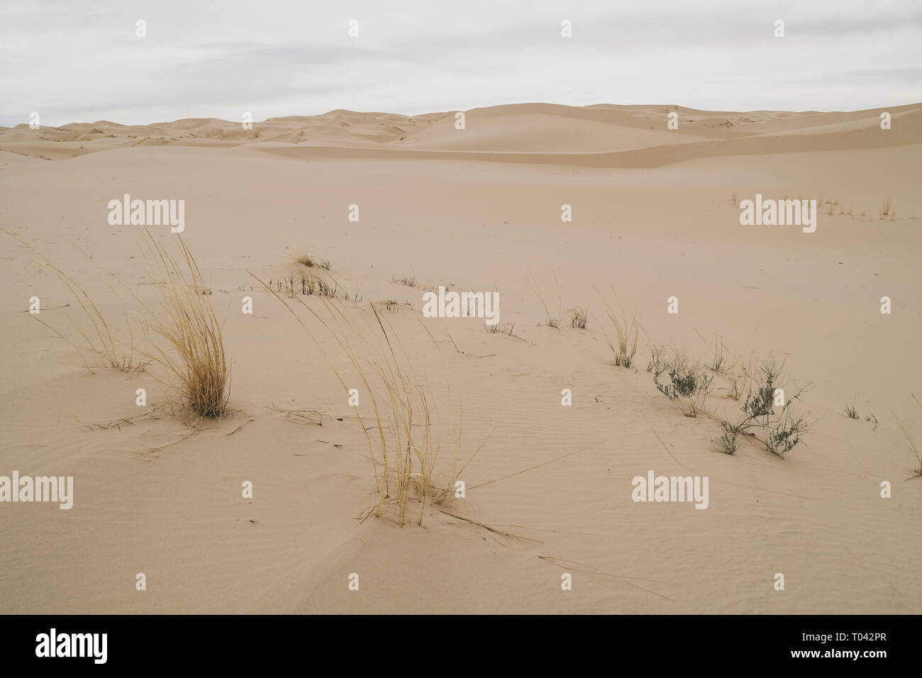 sand dunes of the Samalayuca desert, Chihuahua Mexico. 52 km south of ...