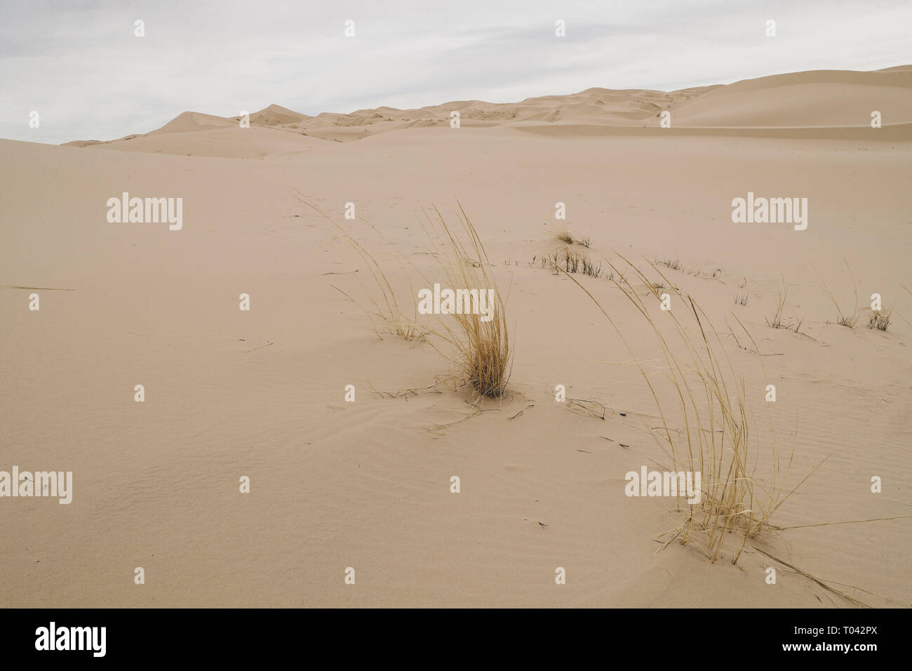 Desierto de samalayuca hi-res stock photography and images - Alamy