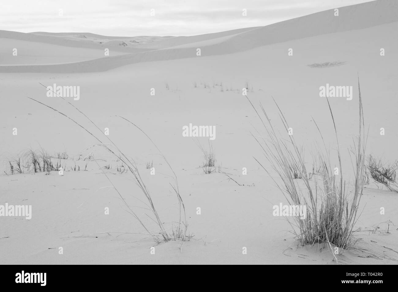 Desierto de samalayuca hi-res stock photography and images - Alamy