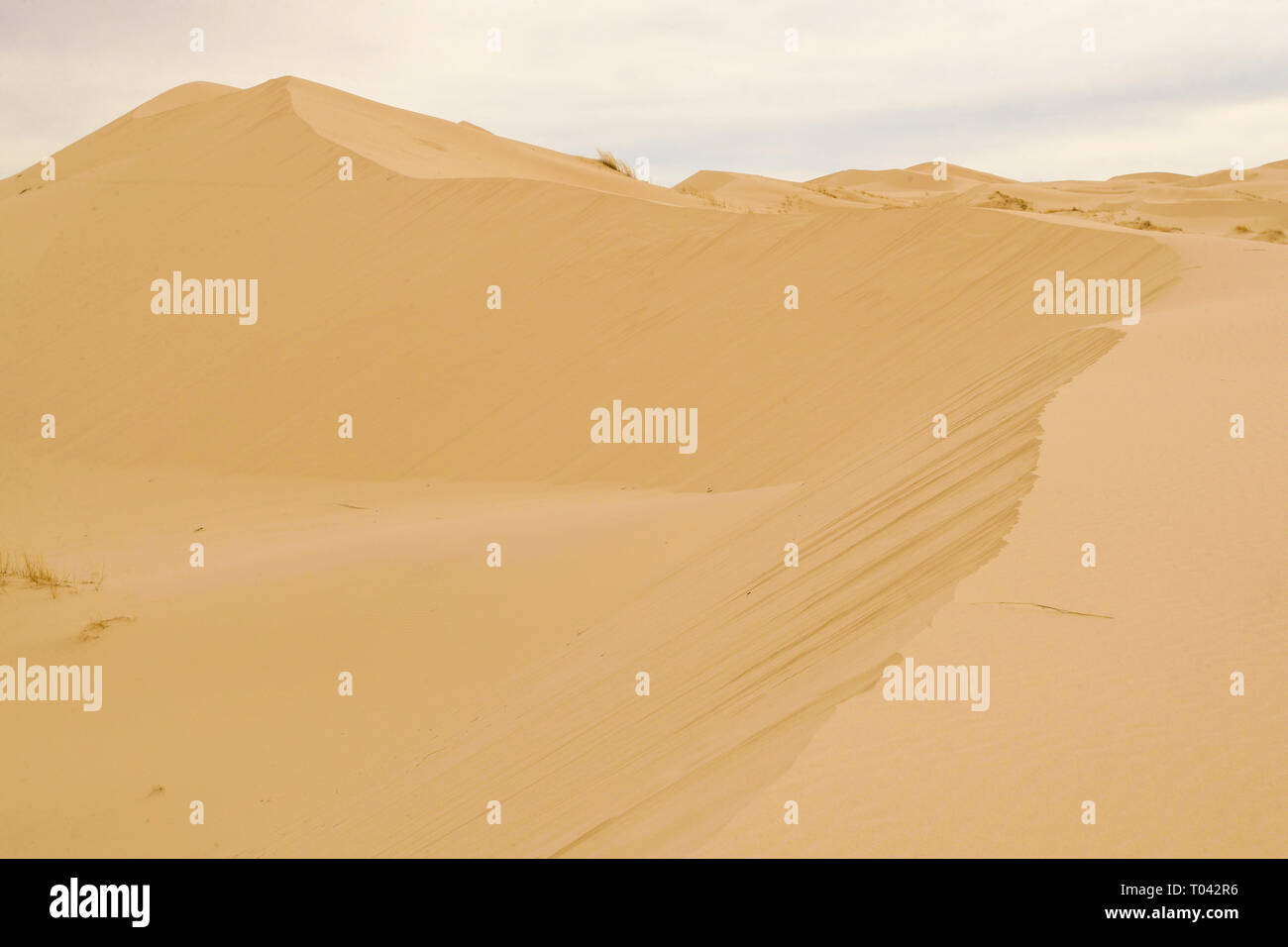 sand dunes of the Samalayuca desert, Chihuahua Mexico. 52 km south of ...