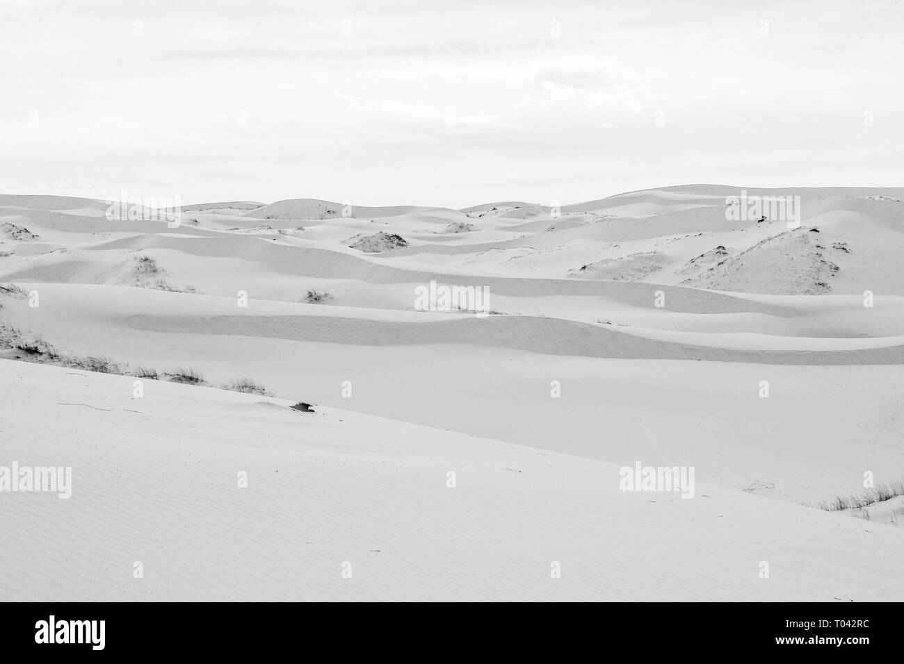 sand dunes of the Samalayuca desert, Chihuahua Mexico. 52 km south of ...