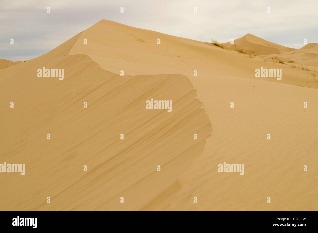 sand dunes of the Samalayuca desert, Chihuahua Mexico. 52 km south of ...