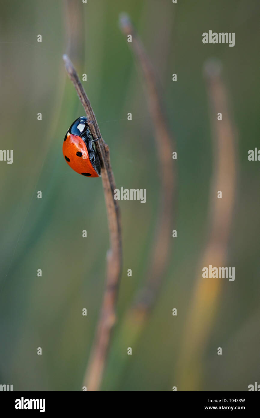 Ladybirds Close Up High Resolution Stock Photography and Images - Alamy