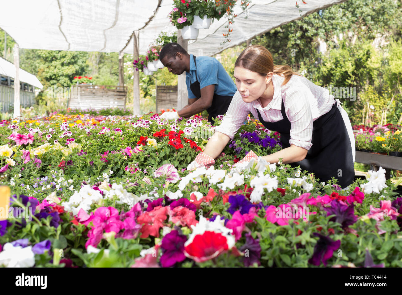 Successful skilled florist girl working with flowers in greenhouse ...