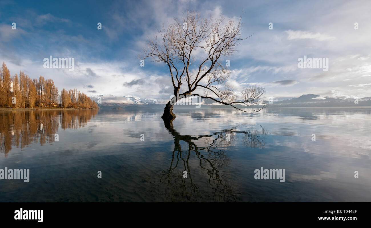Tree of wanaka hi-res stock photography and images - Alamy