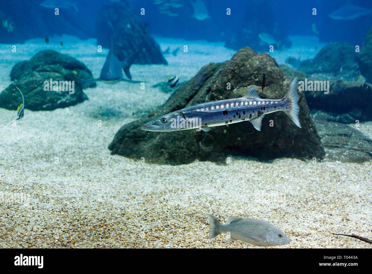 Big barracuda hi-res stock photography and images - Alamy