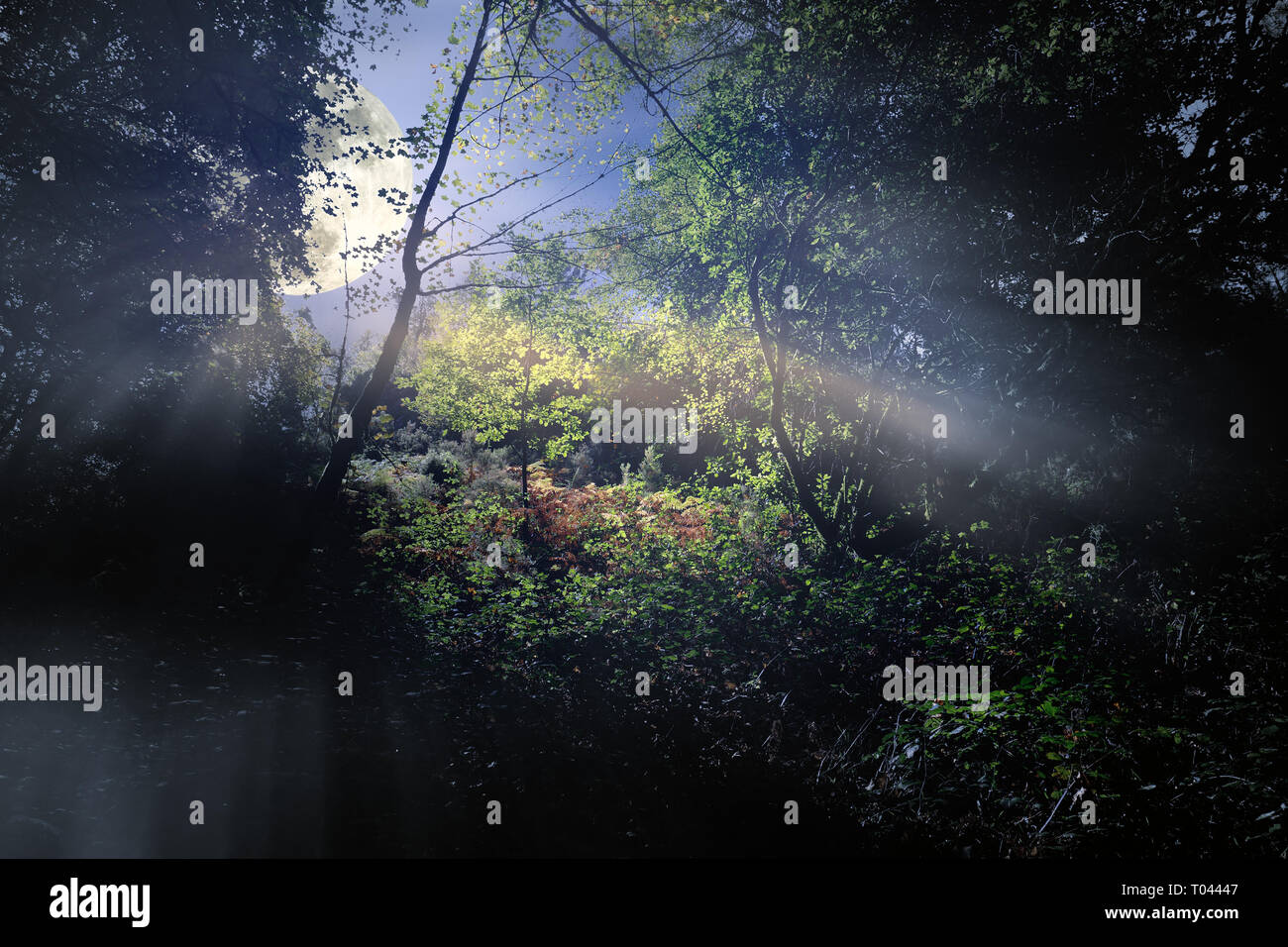 Full moon rising from behind a mysterious European dense forest with ...