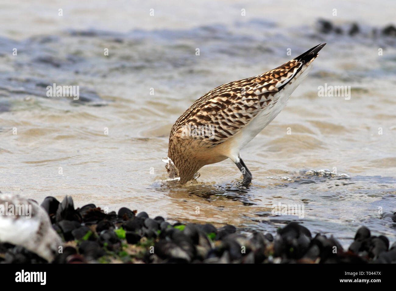 Sandpiper with his head half buried in the water and sand,chasing worms ...