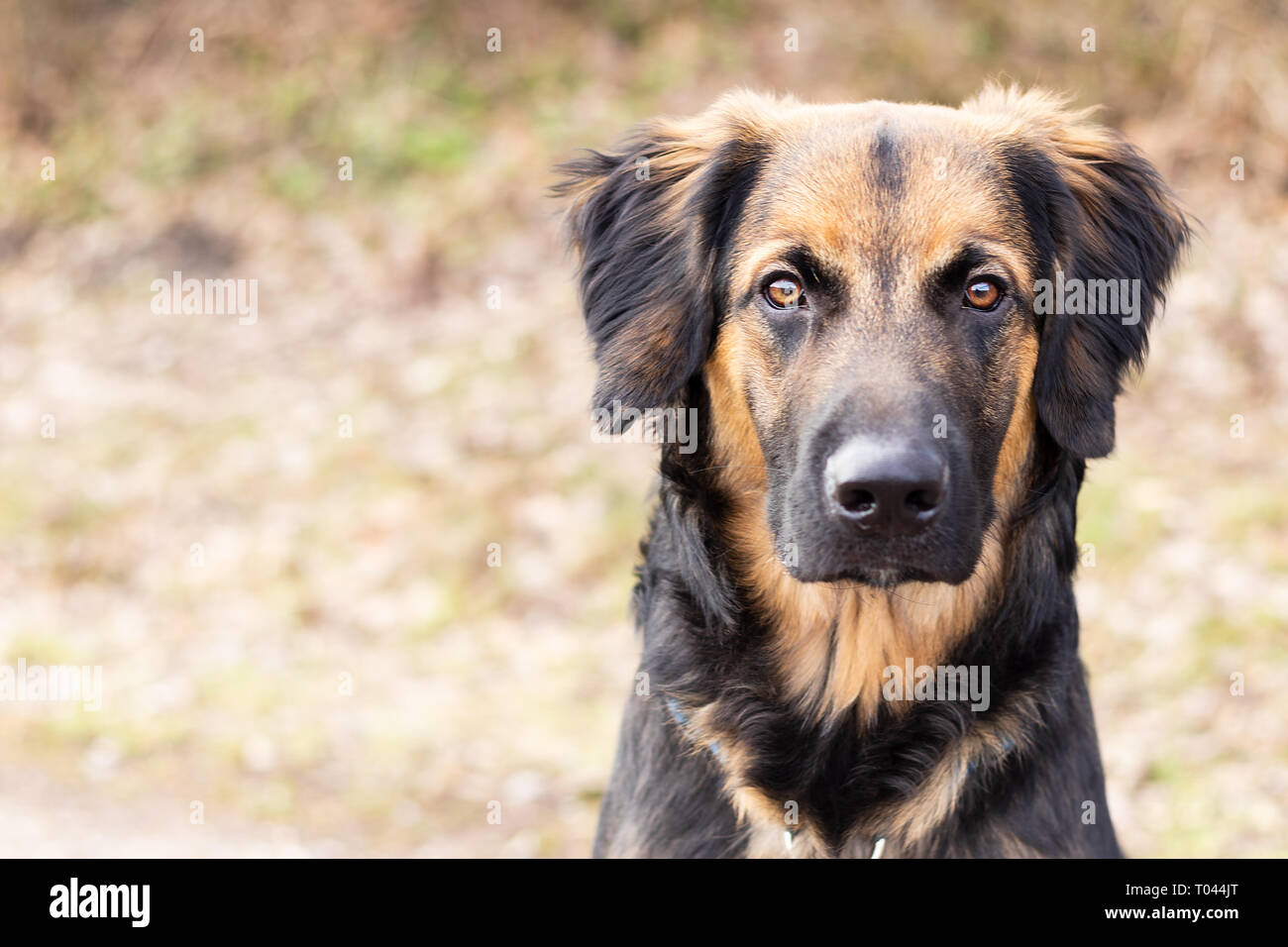 Who let the dogs out Stock Photo - Alamy
