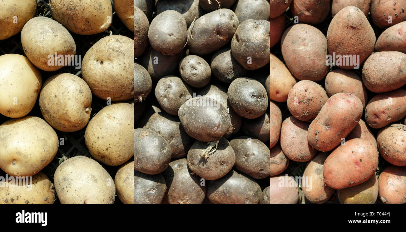 Different types of potatoes collage lined up in rows. space for text ...