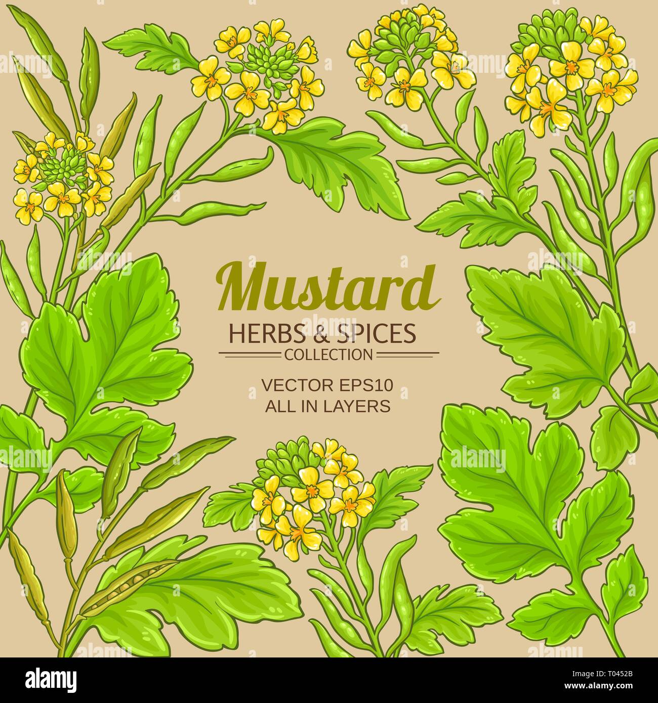 Black mustard seed Stock Vector Images - Alamy