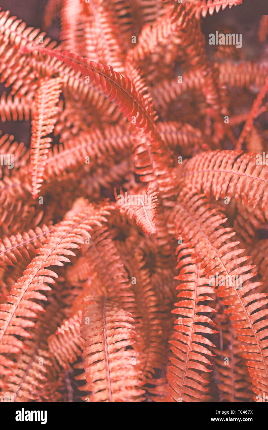 Living coral fern leaves background. Trendy fern leaves abstract ...