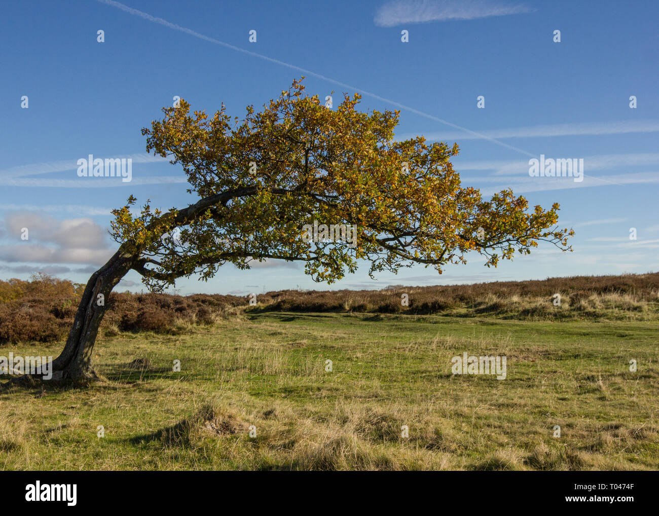Bent over birch tree hi-res stock photography and images - Alamy