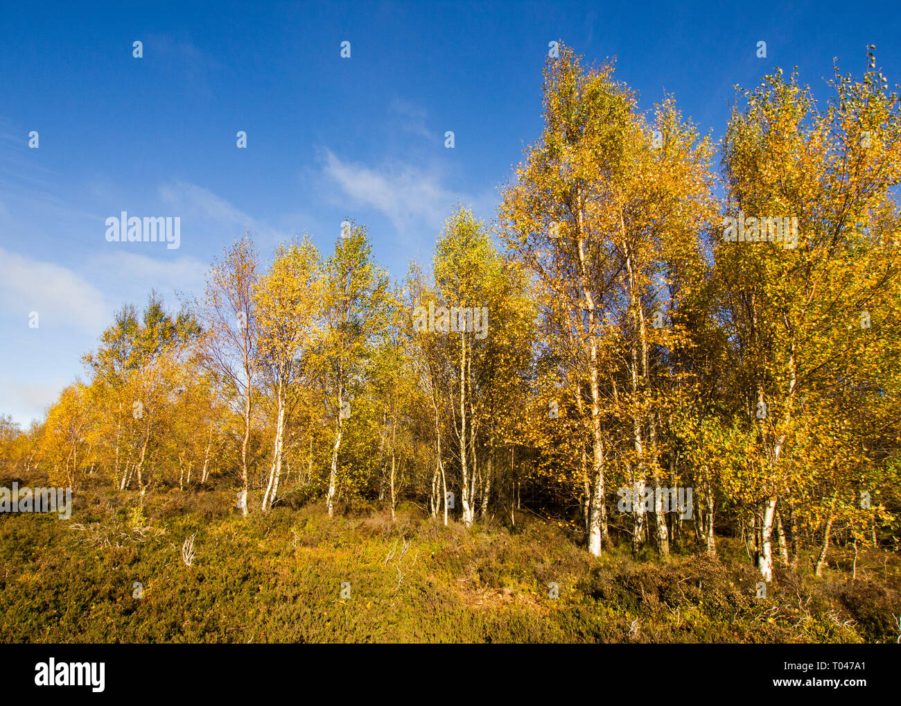 Stanton Moor Trees High Resolution Stock Photography and Images - Alamy