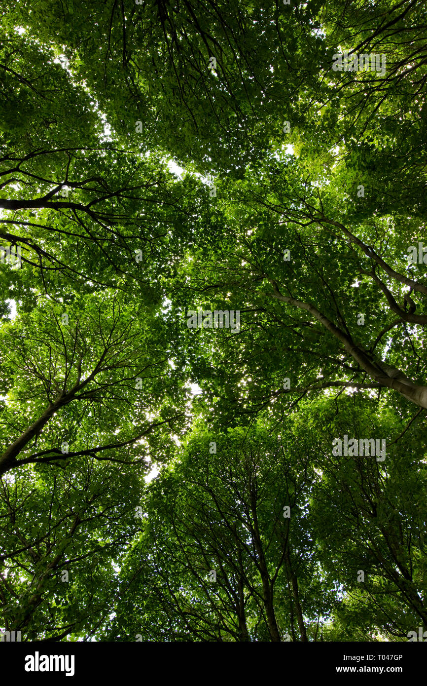 looking up at tree canopy in summer, Derbyhsire England UK Stock Photo ...