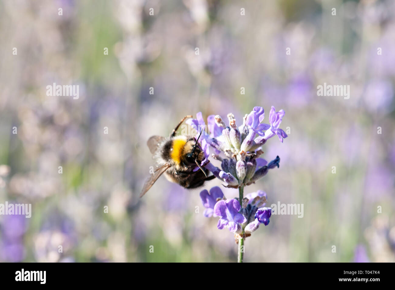 Beautiful Lavender angustifolia, lavandula in sunlight in herb garden ...